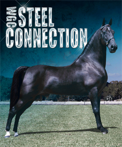 Home | The Walking Horse Report